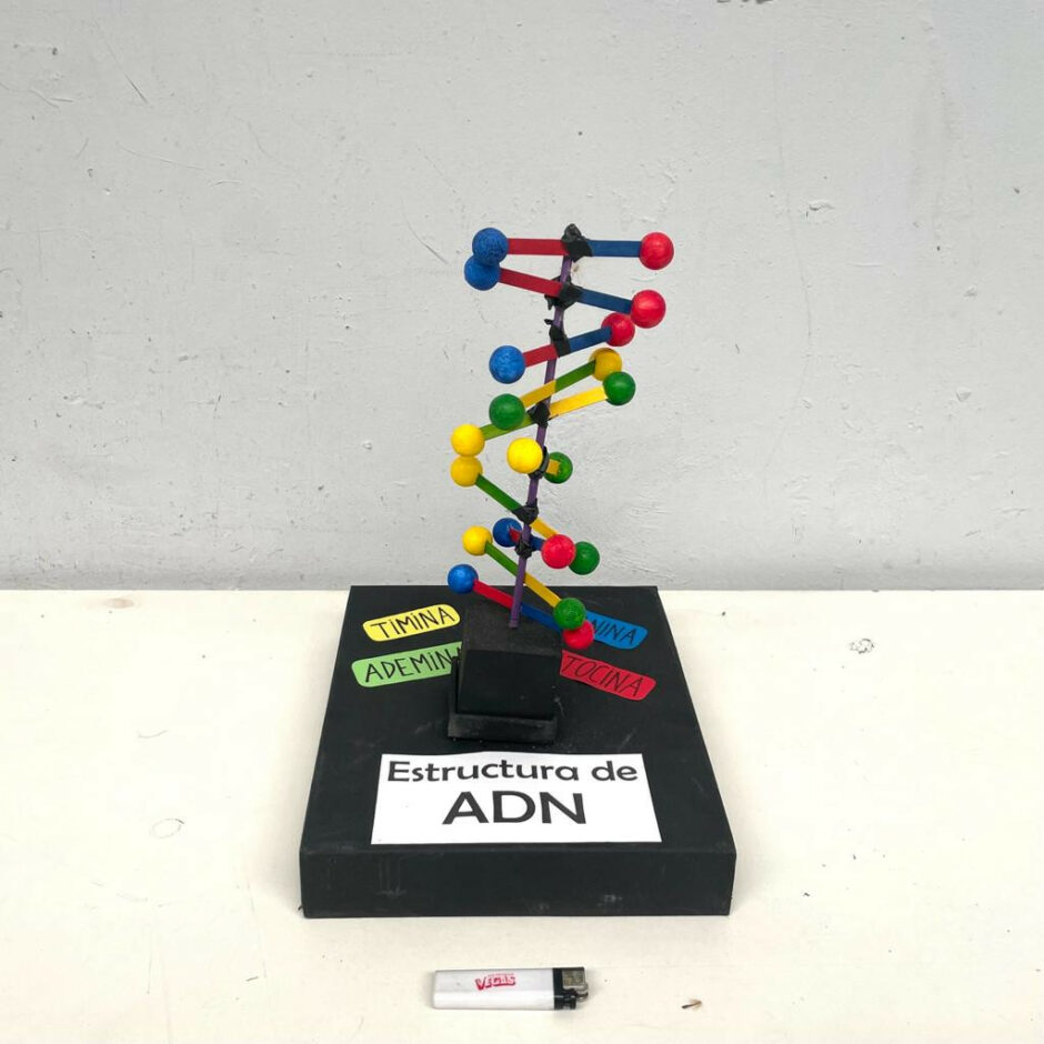 Maqueta escolar «ADN» – Vegas Alquila